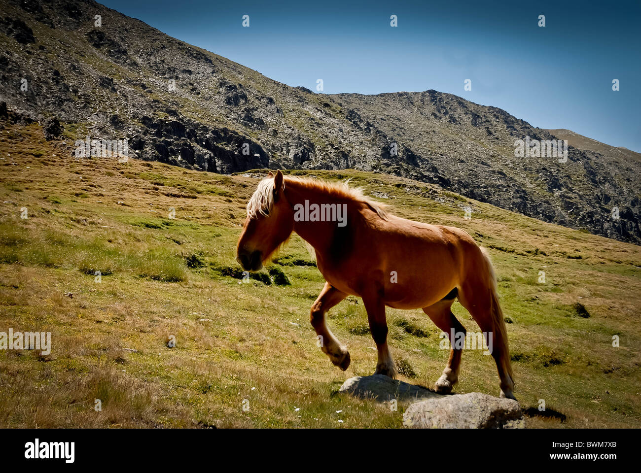 Pyrenian hi-res stock photography and images - Alamy