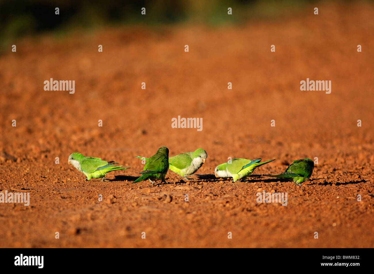 Argentina South America Monk Parakeet Myiopsitta monachus near Carlos ...
