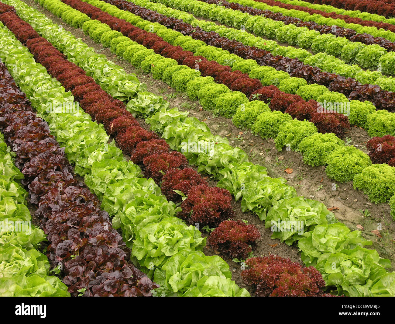 Salad lettuce rows agriculture acre field fields vegetable vegetables ...