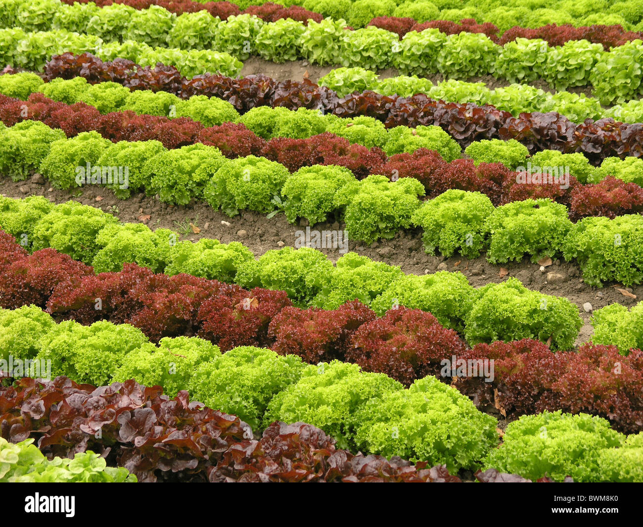 Salad lettuce rows agriculture acre field fields vegetable vegetables ...