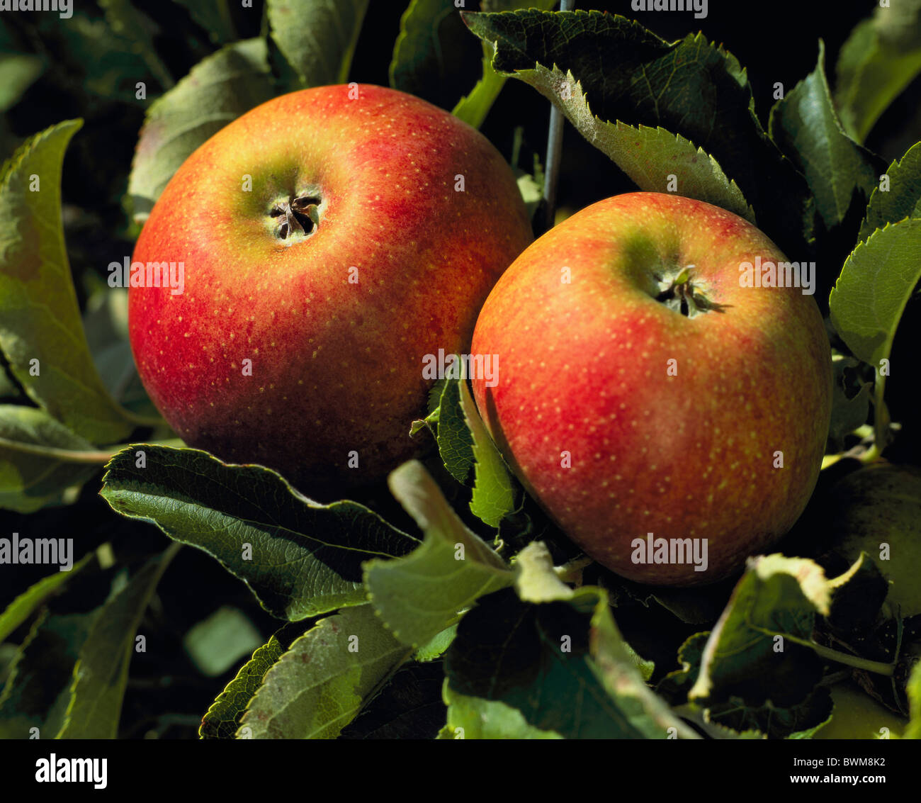 10830954 hi-res stock photography and images - Alamy