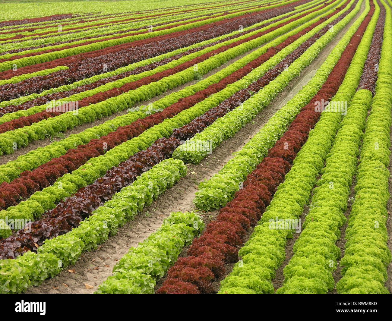 Salad lettuce rows agriculture acre field fields vegetable vegetables ...