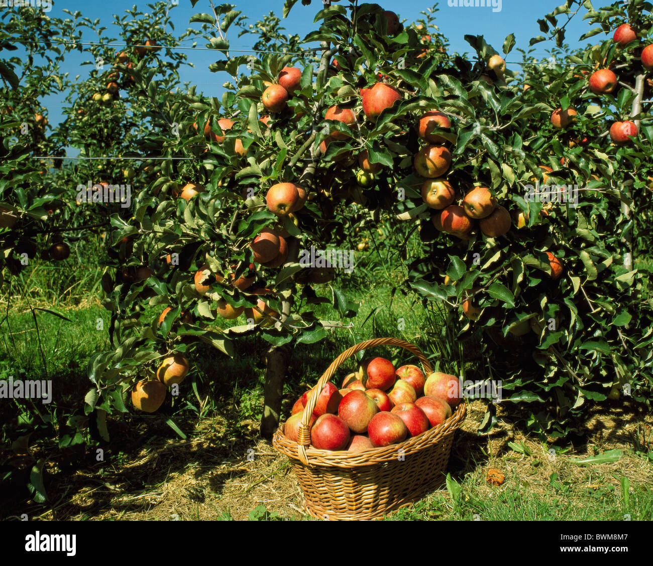 Idared apples hi-res stock photography and images - Alamy