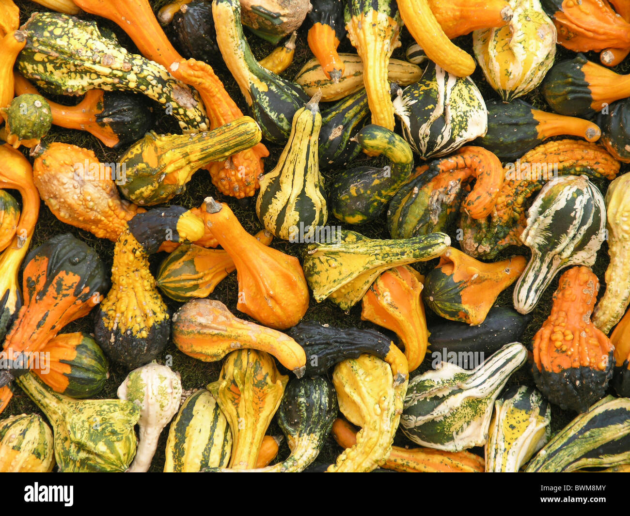 Pumpkin pumpkins gourd gourds Stock Photo - Alamy