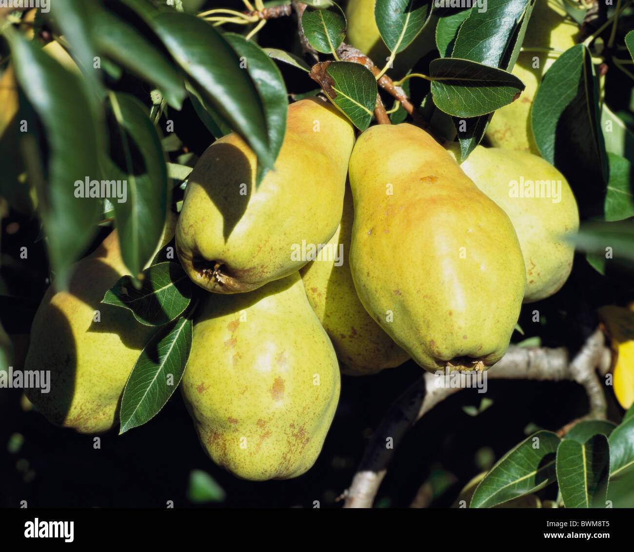 pears light bulbs pear light bulb several William Christian tree pear ...