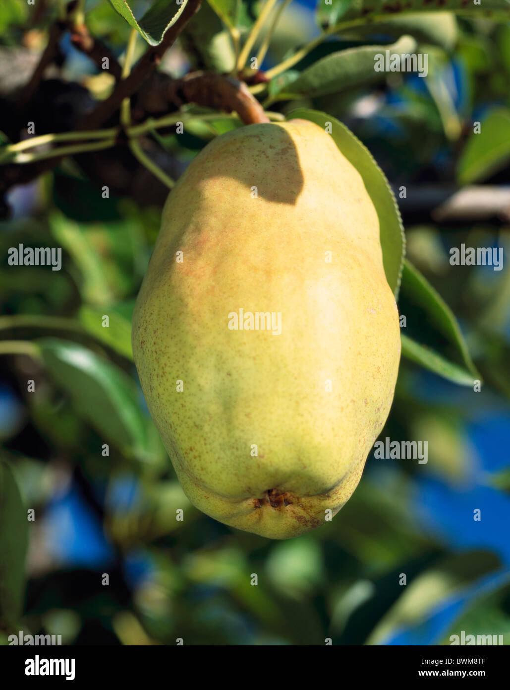 Pears places hi-res stock photography and images - Alamy