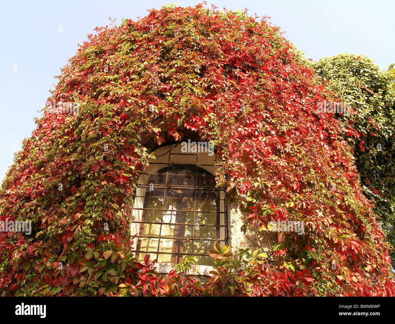 House building facade overgrown window creeper vine wine Climbing plant ...