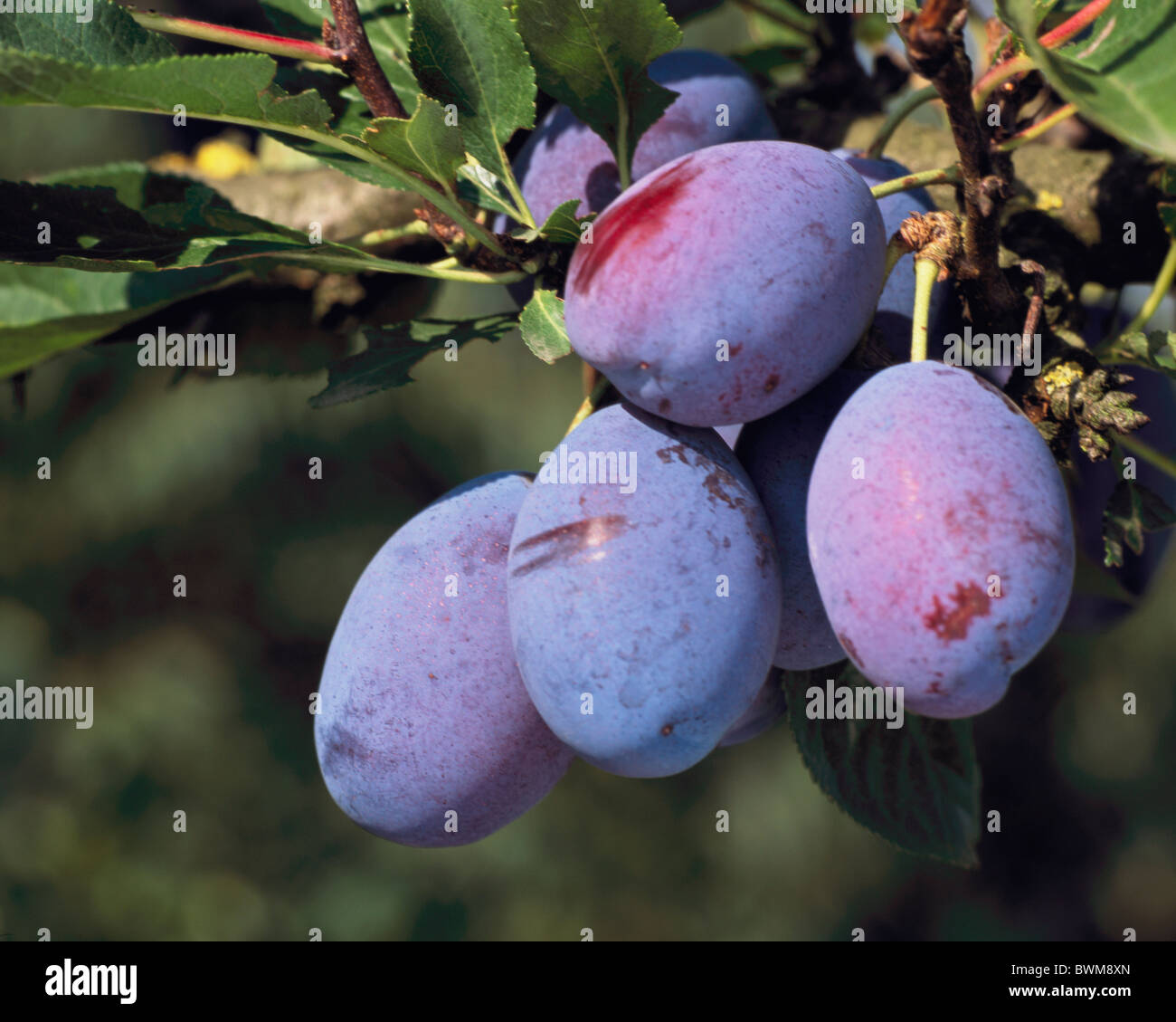 plums plums several Stanley tree plum places fruit branch Outside plum ...