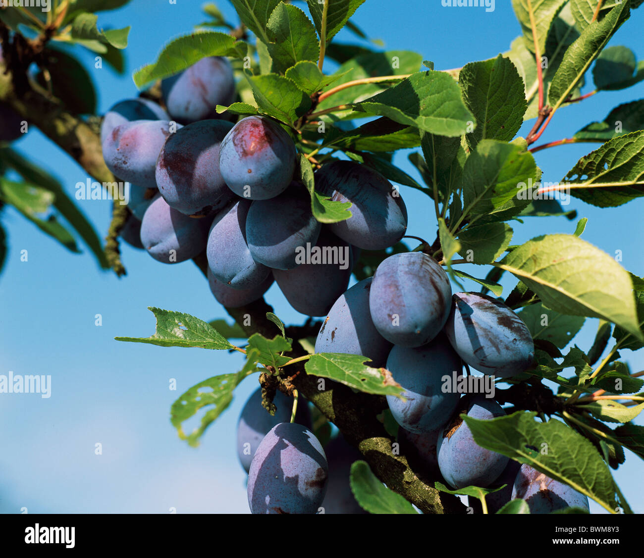 plums plums several Stanley tree plum places fruit branch Outside plum ...