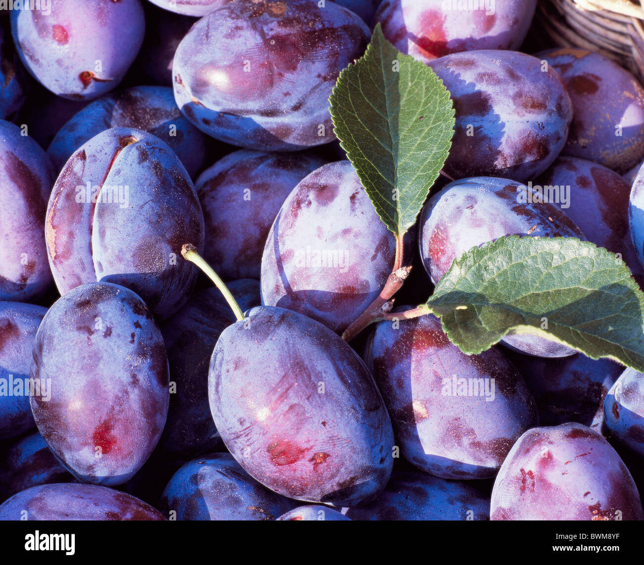 plums plums several Stanley plum places fruit branch Outside plum tree ...