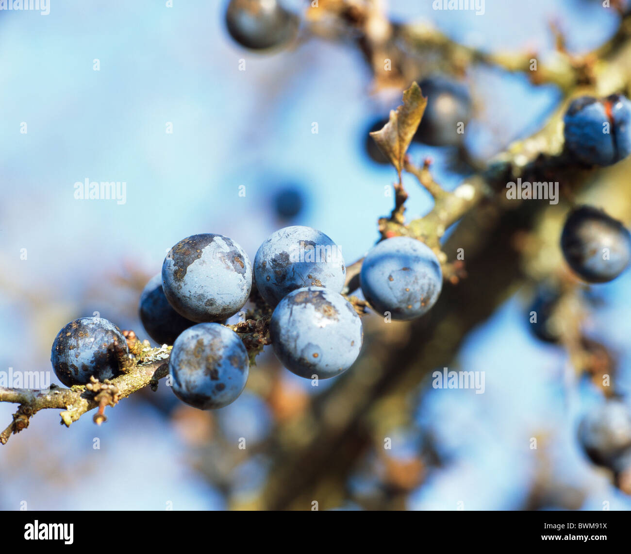 Blackthorn Sloe Prunus spinosa Detail Fruits Fruit Bough Bush Shrub ...