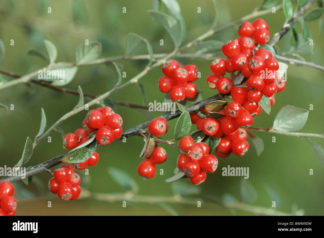 Cotoneaster franchetii hi-res stock photography and images - Alamy