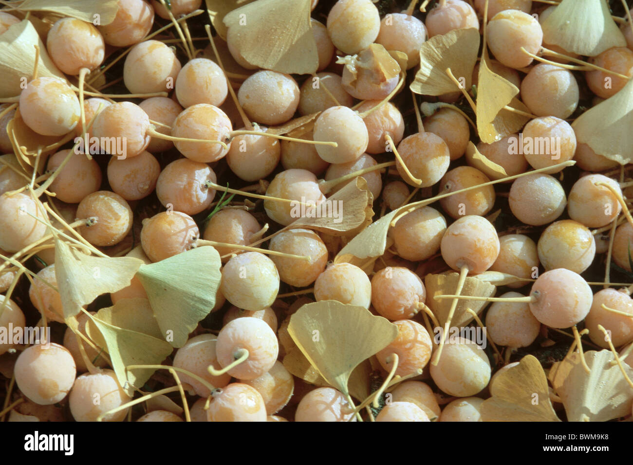 Ginkgo, Duck´s Foot Tree, Maidenhair Tree (Ginkgo biloba) , fruit Stock ...