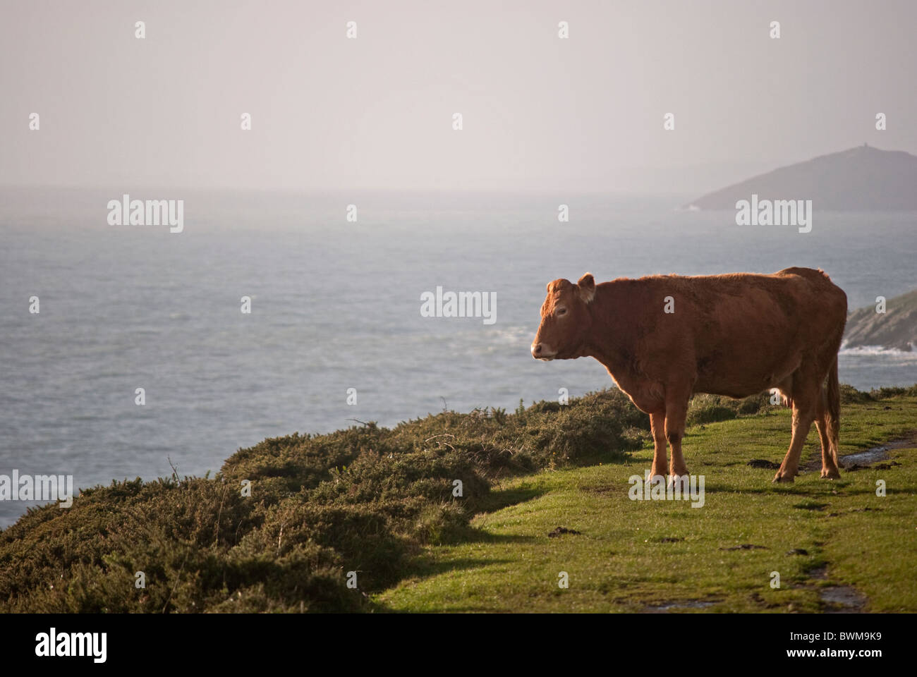 Cow looking out sea hi-res stock photography and images - Alamy