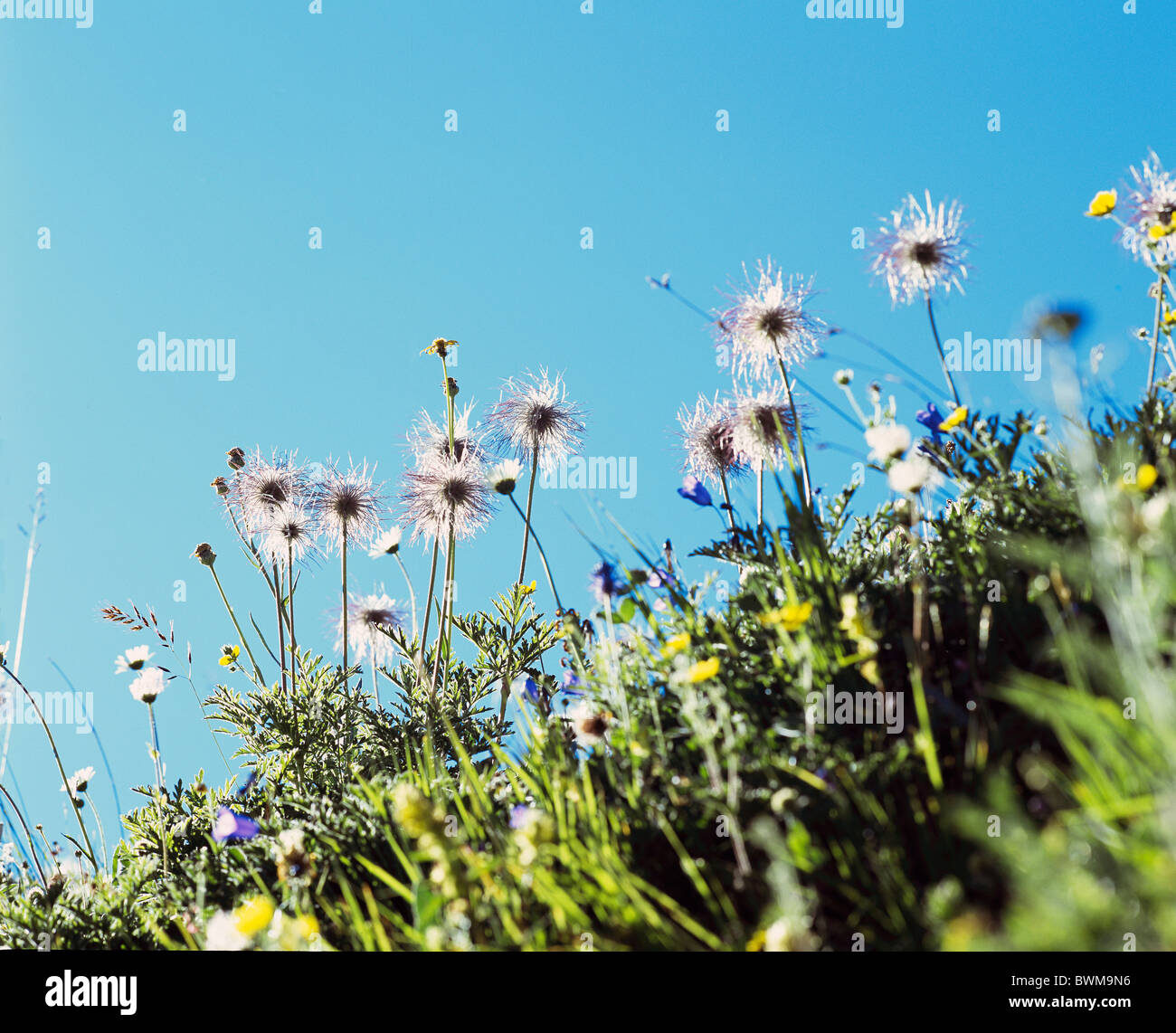 Alpine Pasque Flower Pasqueflower Pulsatilla alpina Mountains Alps ...