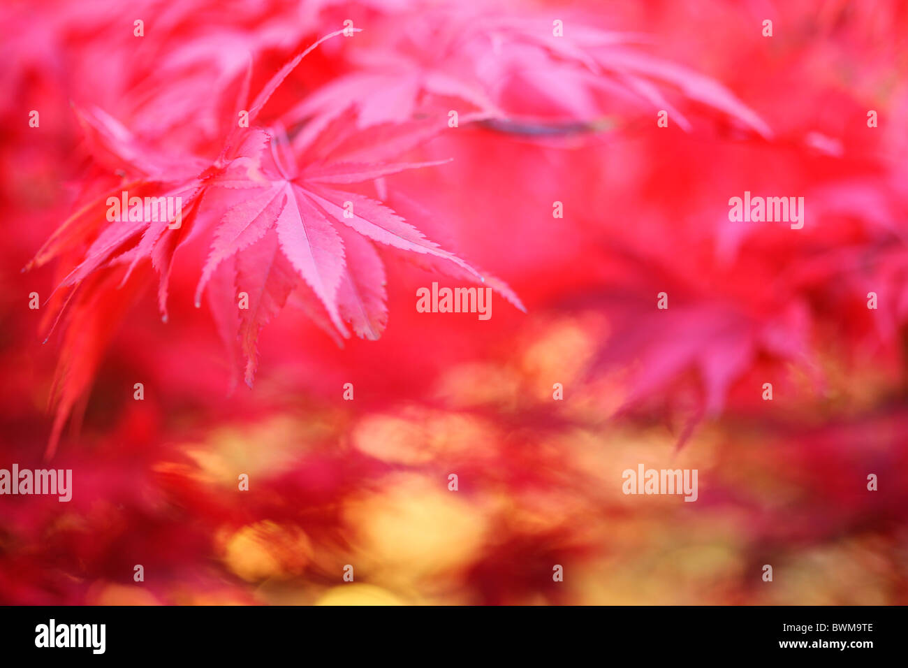 Maple tree wind High Resolution Stock Photography and Images - Alamy