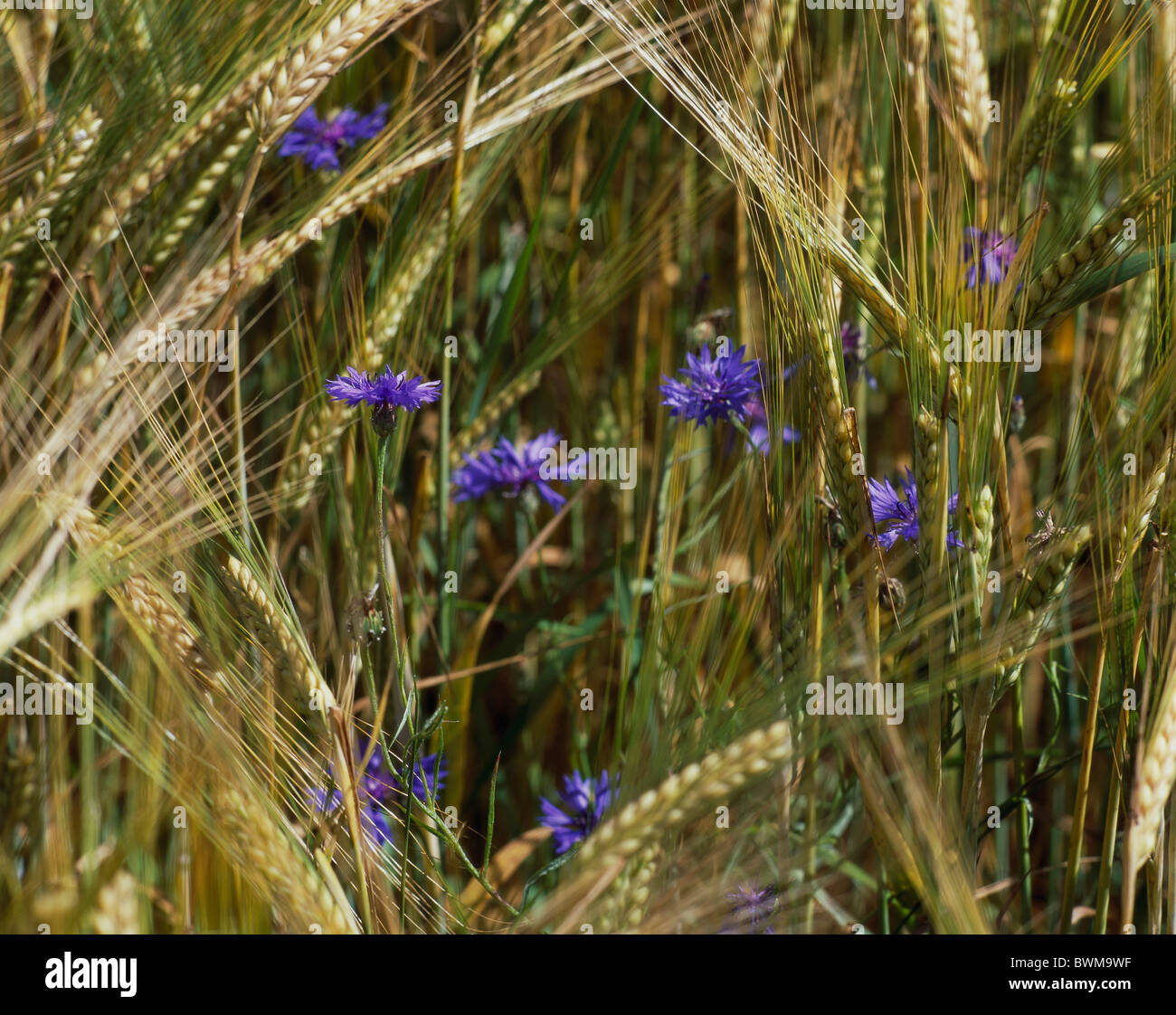 cornflowers cornflower detail blossoms flourish Blossoming grain field ...
