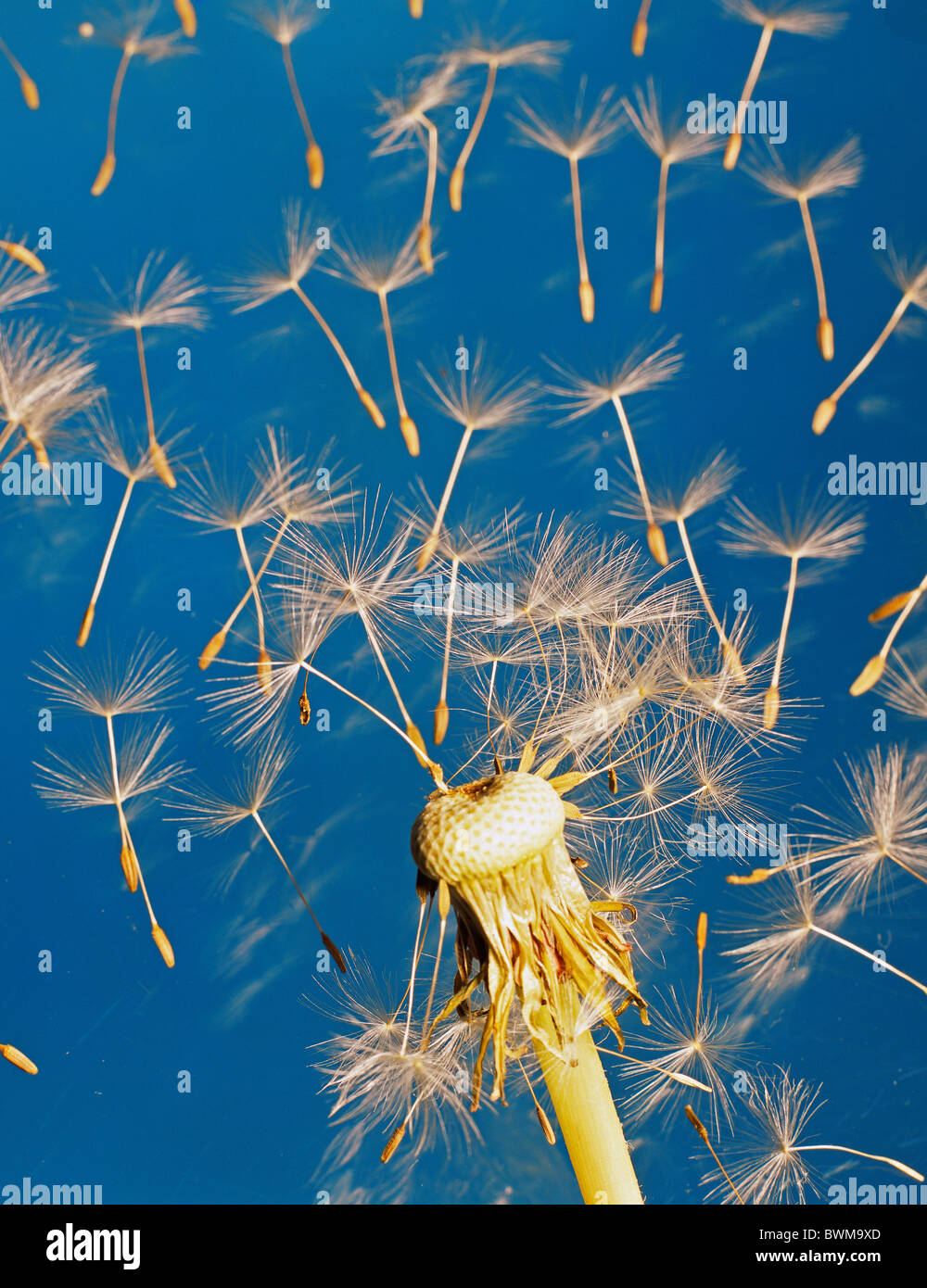 dandelion puff flower flower spring nature detail fruits Flying ...