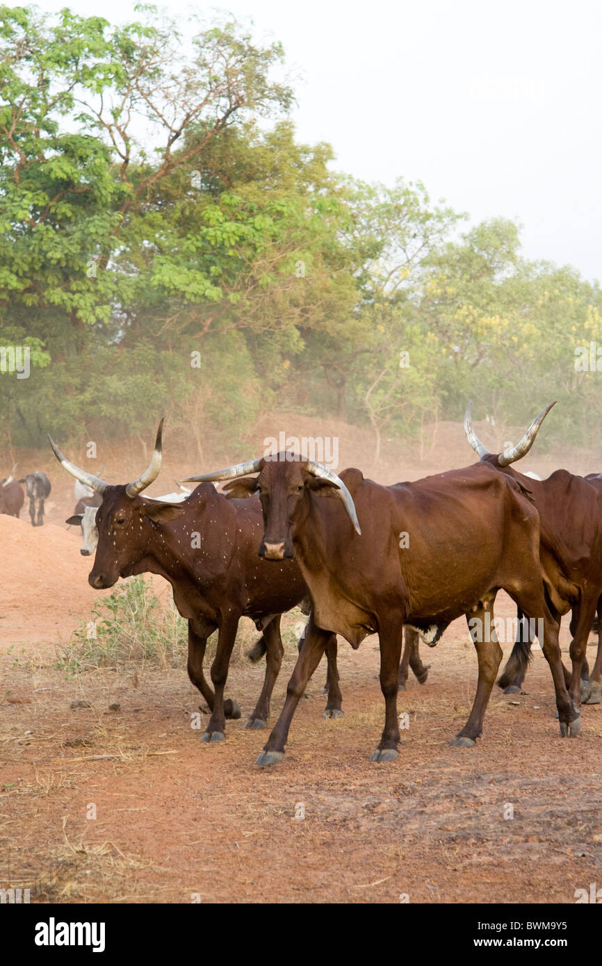 Cow bush hi-res stock photography and images - Alamy