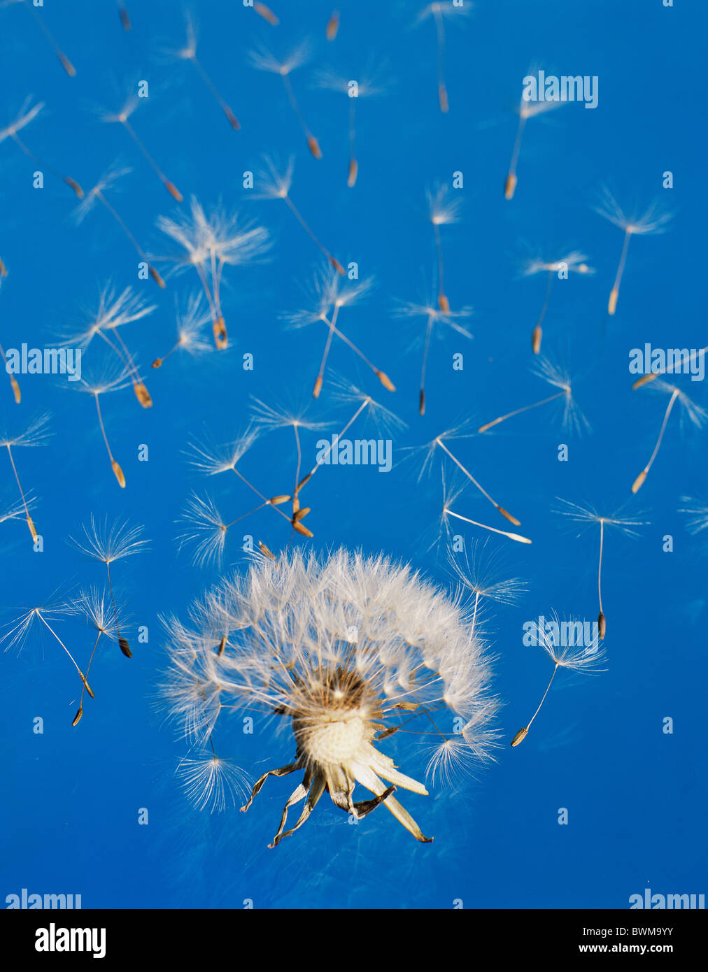 dandelion puff flower flower spring nature detail fruits Flying ...