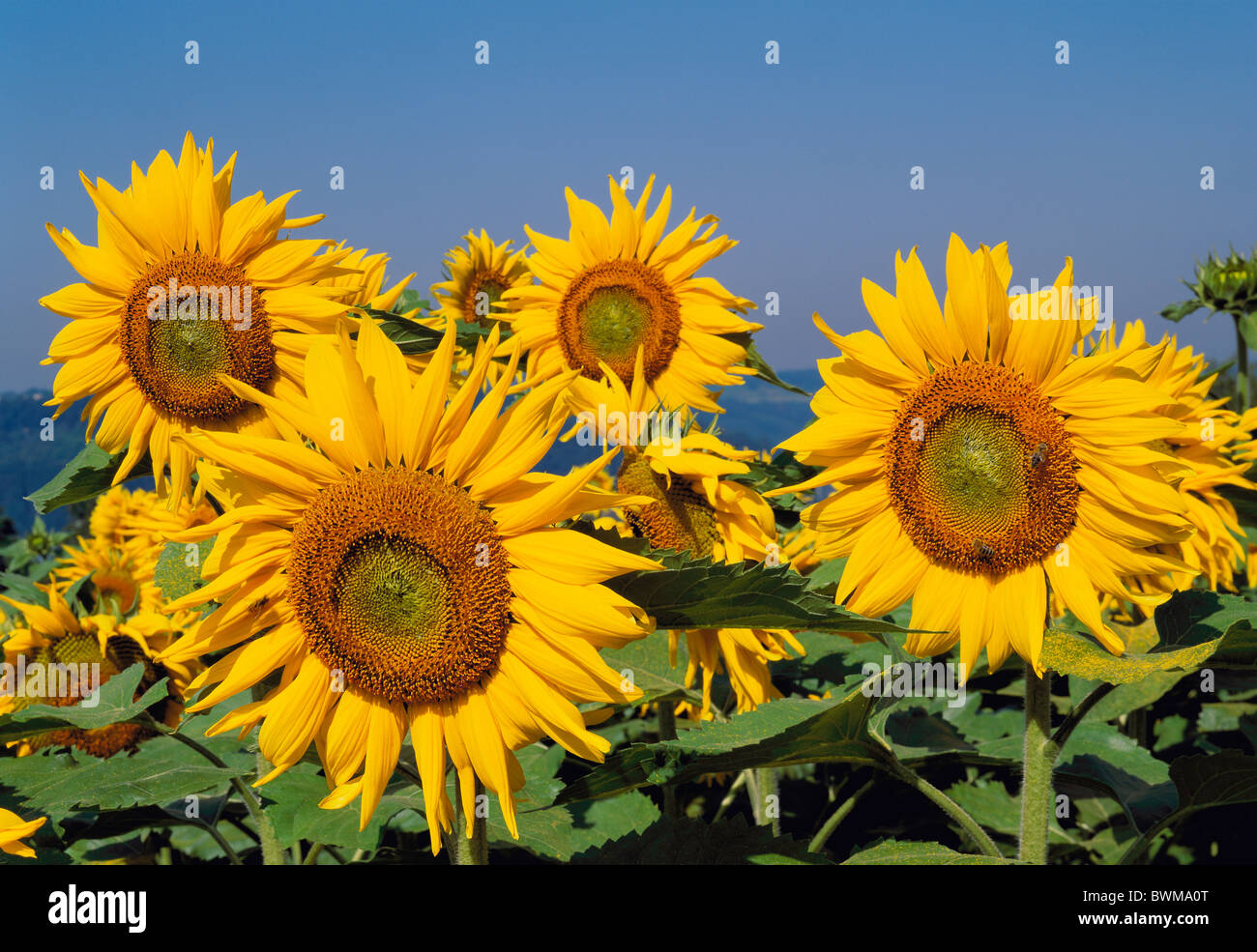 sunflowers sunflower flowers Outside blossoms flourish Yellow field ...