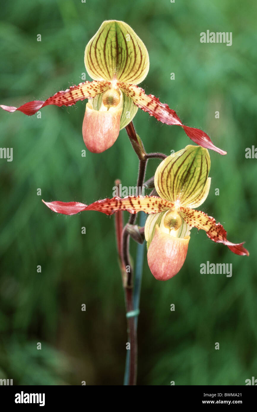 Ladys Slipper, Slipper Orchid (Paphiopedilum sp.), flowers Stock Photo ...