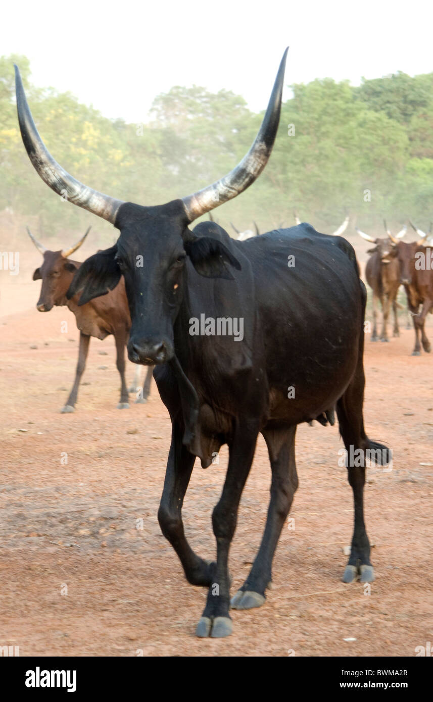 A herd of cows in the northern of Central African Republic Stock Photo ...