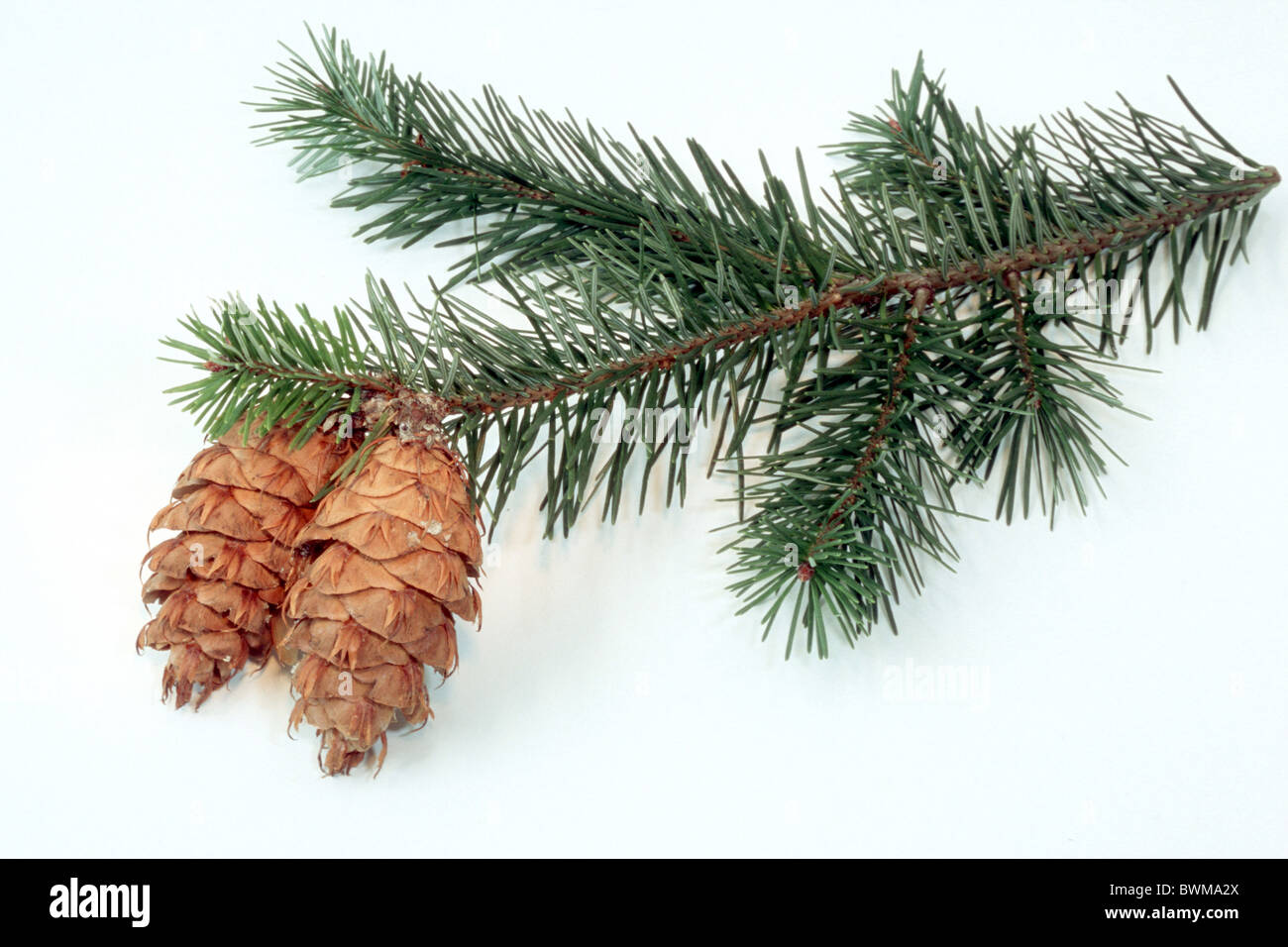 Douglas Fir (Pseudotsuga menziesii, Pseudotsuga douglasii), twig with ...