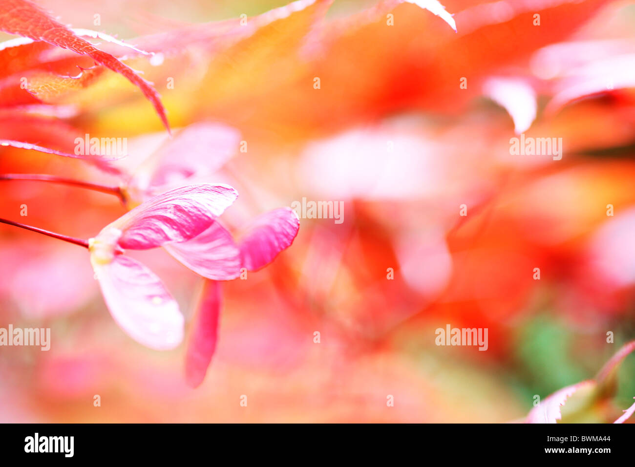 atmospheric and dreamy red maple tree with winged samaras Jane-Ann ...