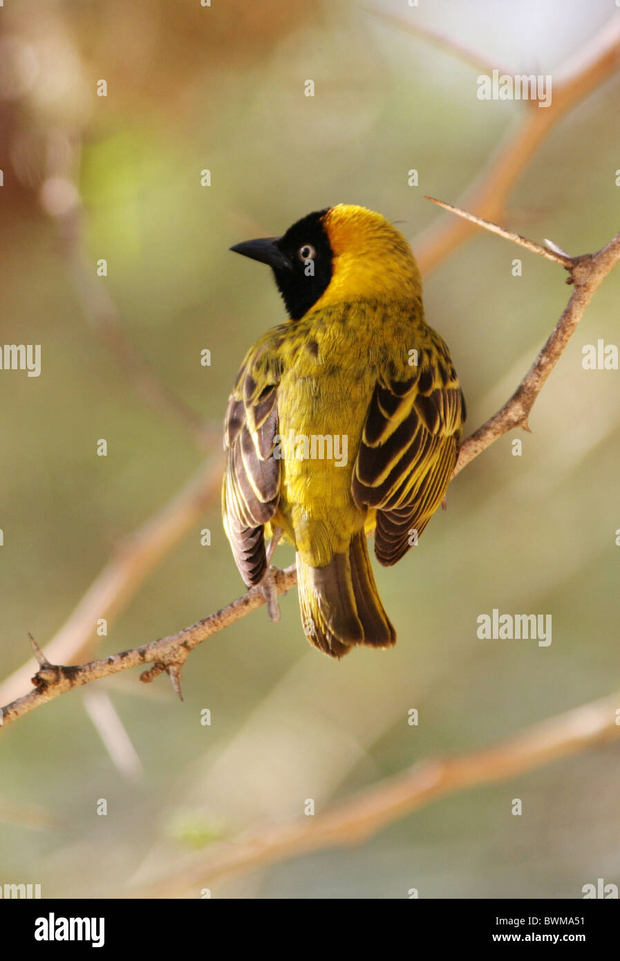 Male Lesser Masked-Weaver, Ploceus intermedius, Ploceidae Stock Photo ...