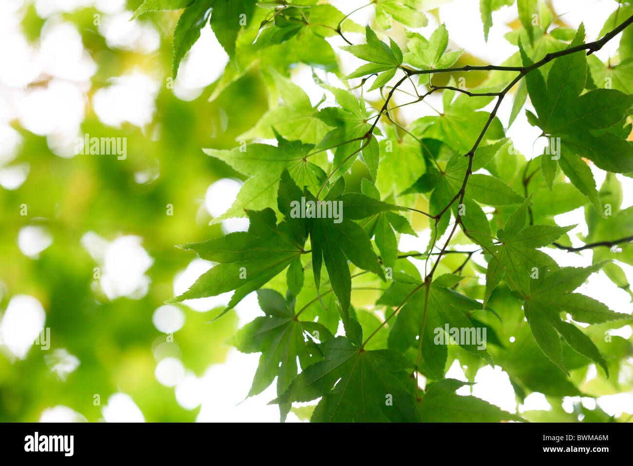 Maple tree wind High Resolution Stock Photography and Images - Alamy