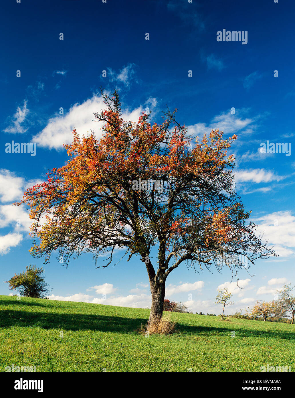 pear tree autumn scenery scenery landscape autumn trees fruit-trees ...