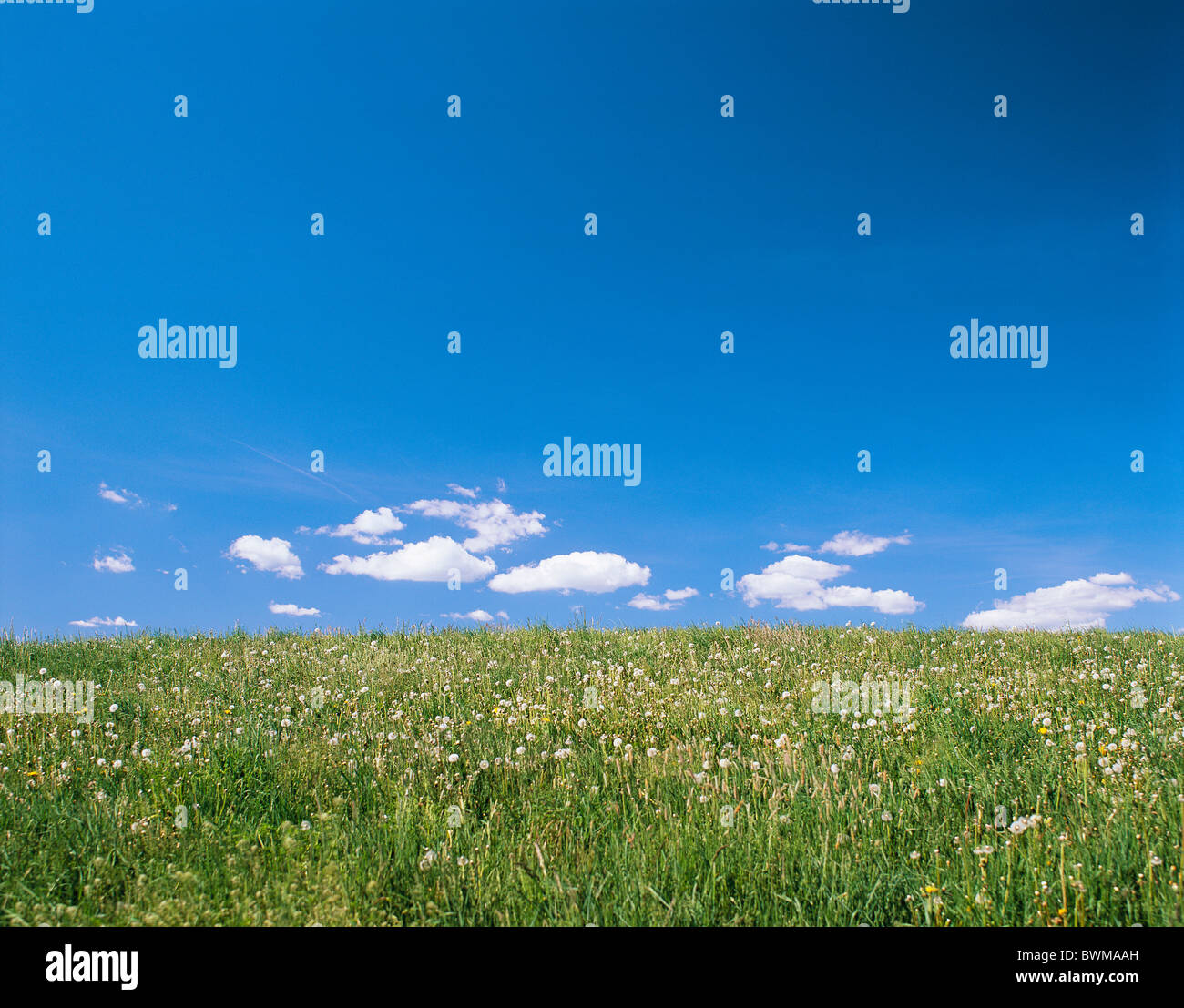 dandelion puff flower meadow flower meadow puff flowers flowers spring ...