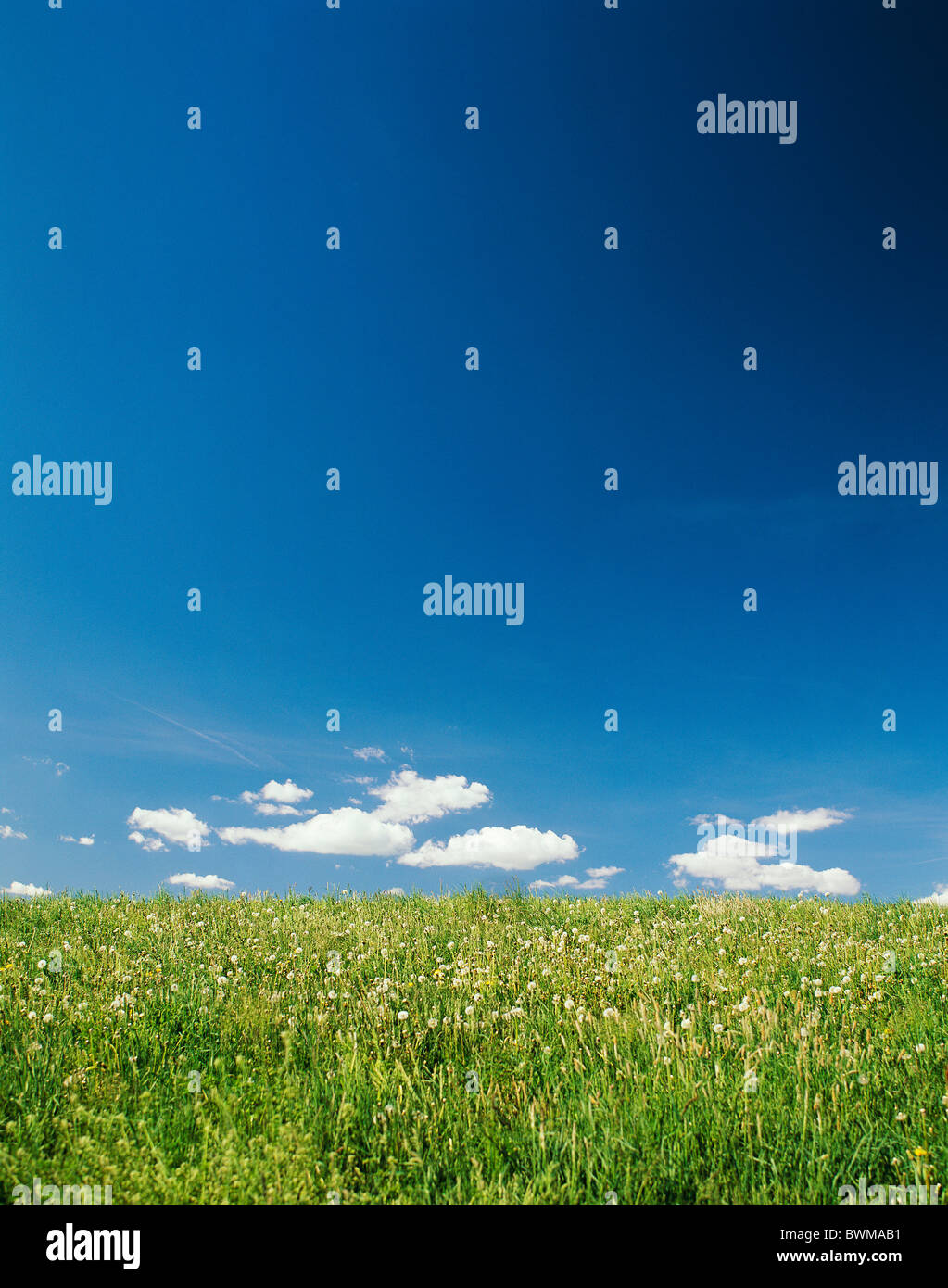 dandelion puff flower meadow flower meadow puff flowers flowers spring ...