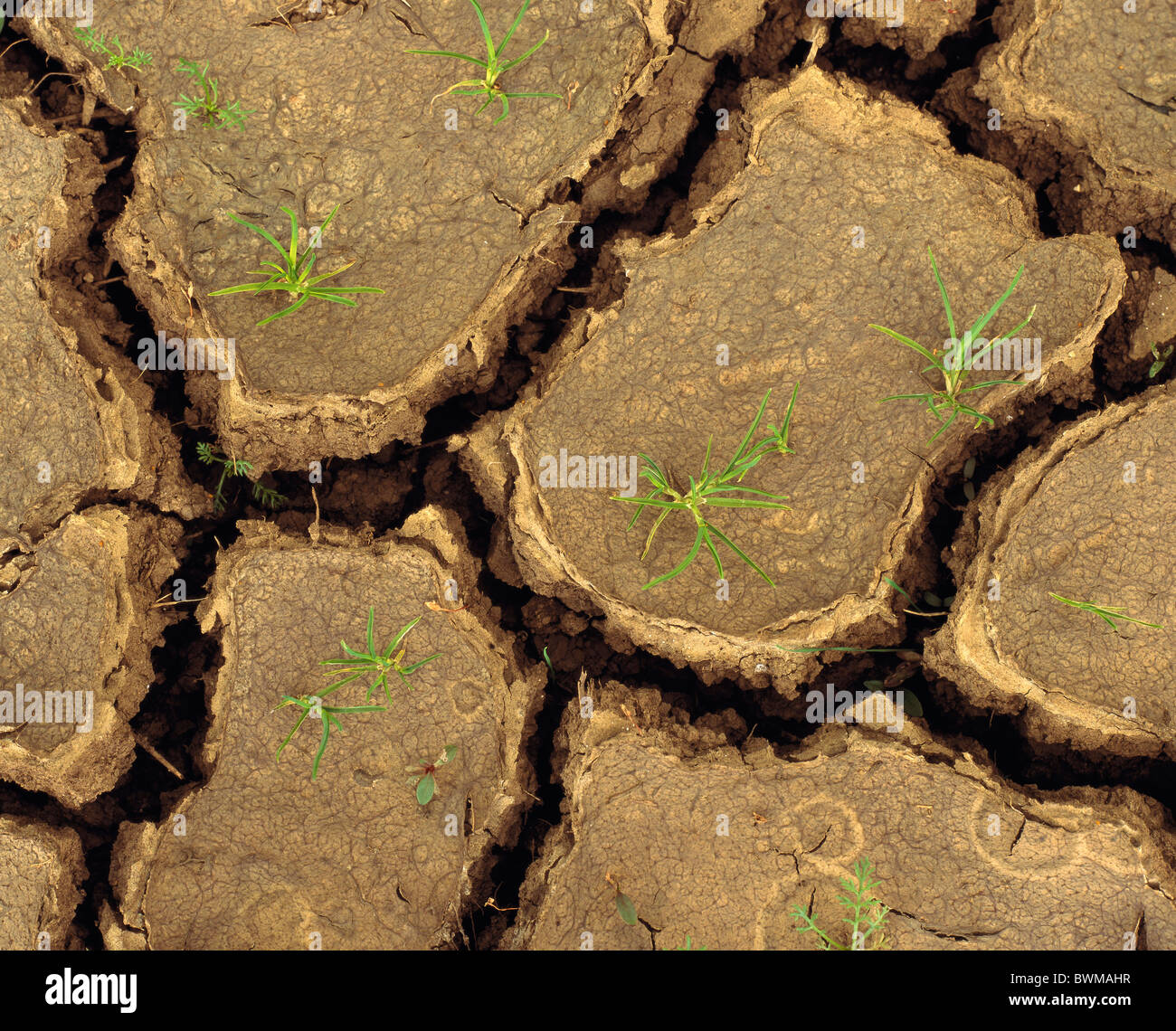 farmland ground bottom Dried out dryness Drily drying time plants grass ...