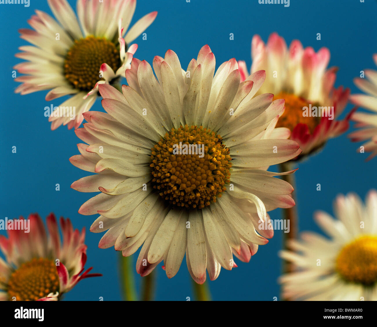 daisies detail blossoms flourish flowers close-up flower Stock Photo ...