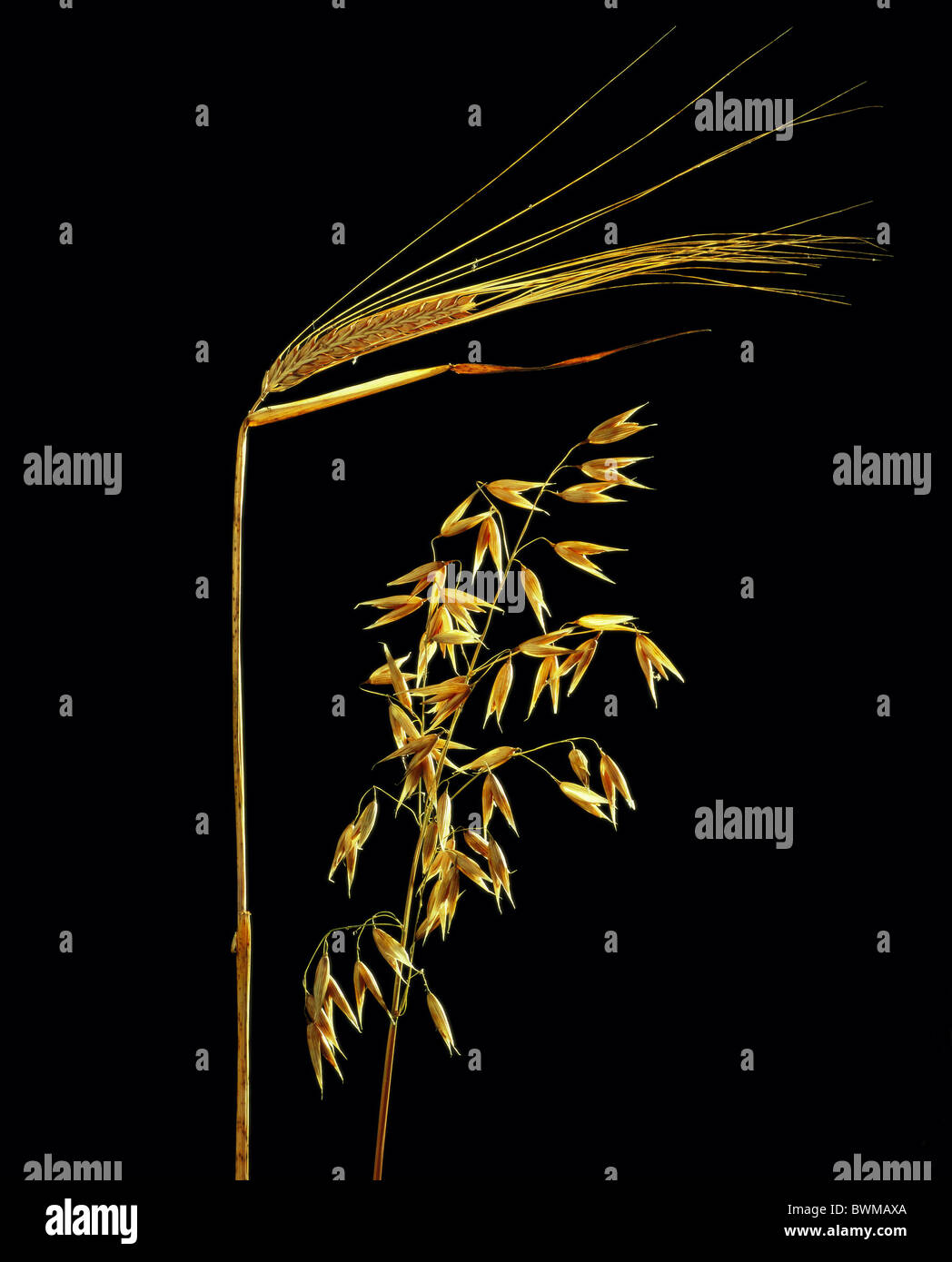 oat barley ear ears panicle panicles grain grass agriculture black ...