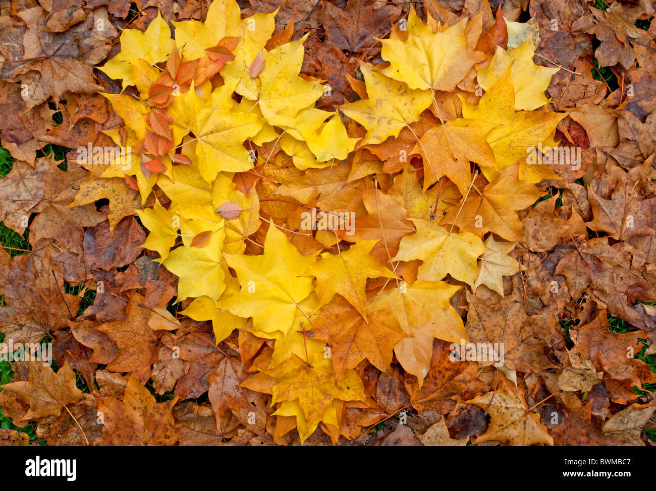 Heart shapes leaves hi-res stock photography and images - Alamy