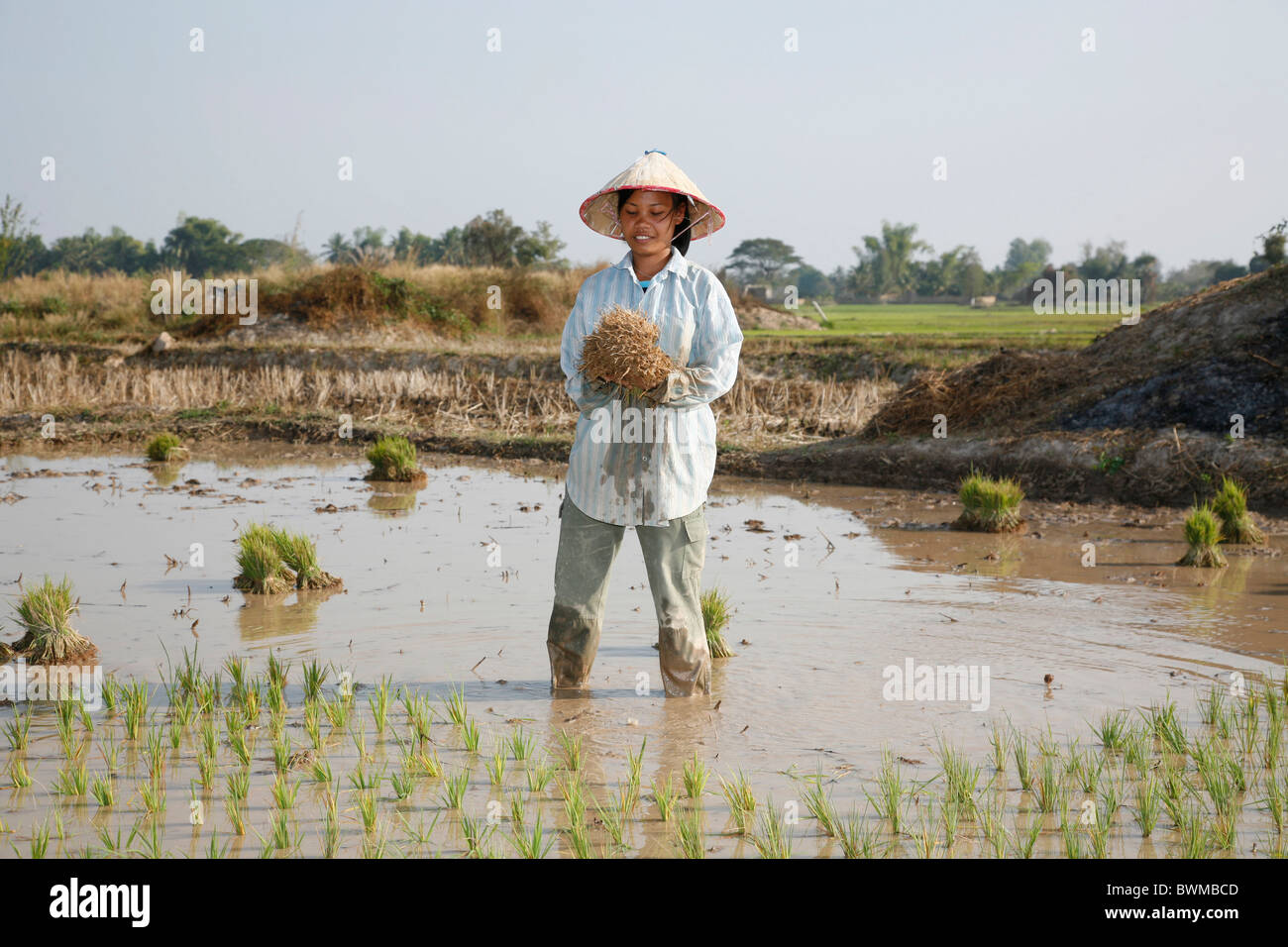 Rice paddy farmer hi-res stock photography and images - Alamy