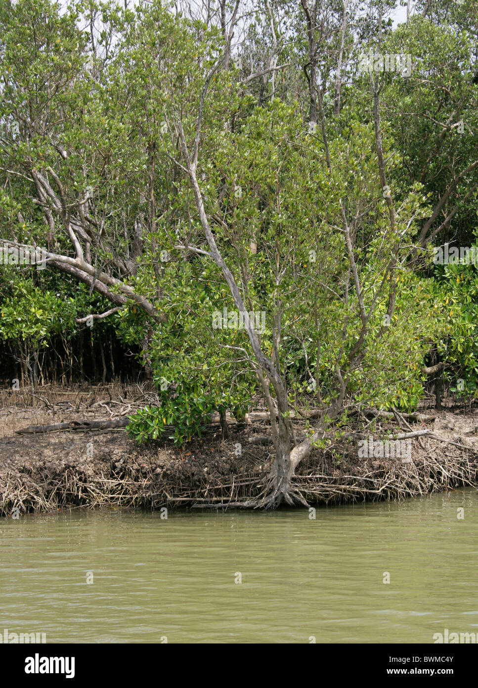 White Mangrove Tree