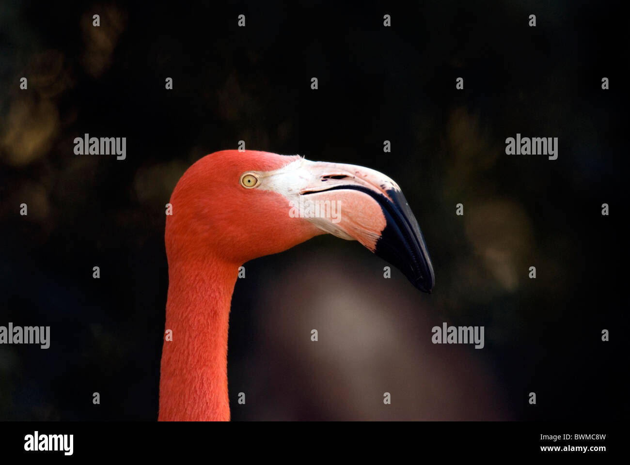 Caribbean Flamingo Phoenicopterus ruber Portrait Side-face Bird Stock ...