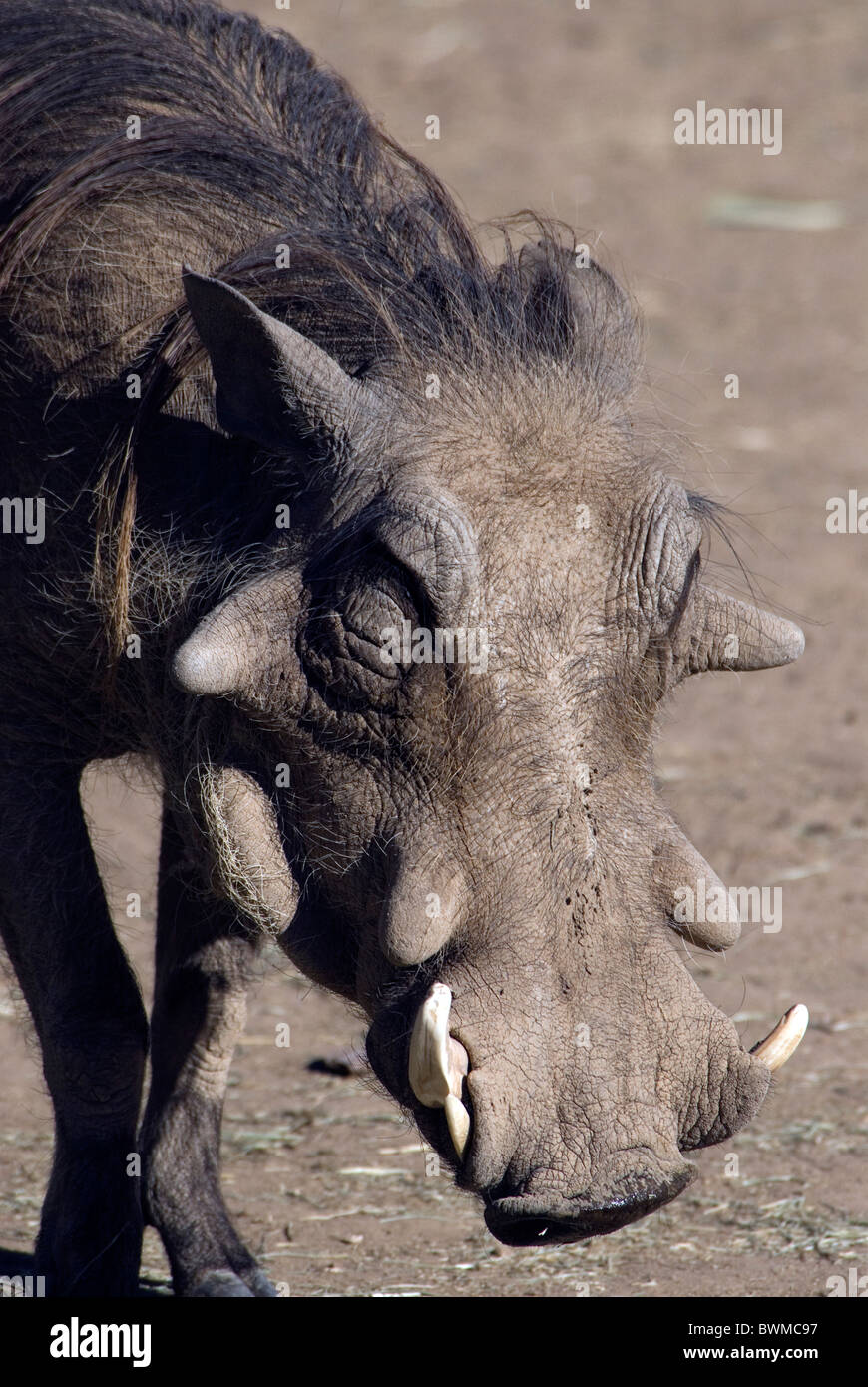 Wart Hog High Resolution Stock Photography and Images - Alamy