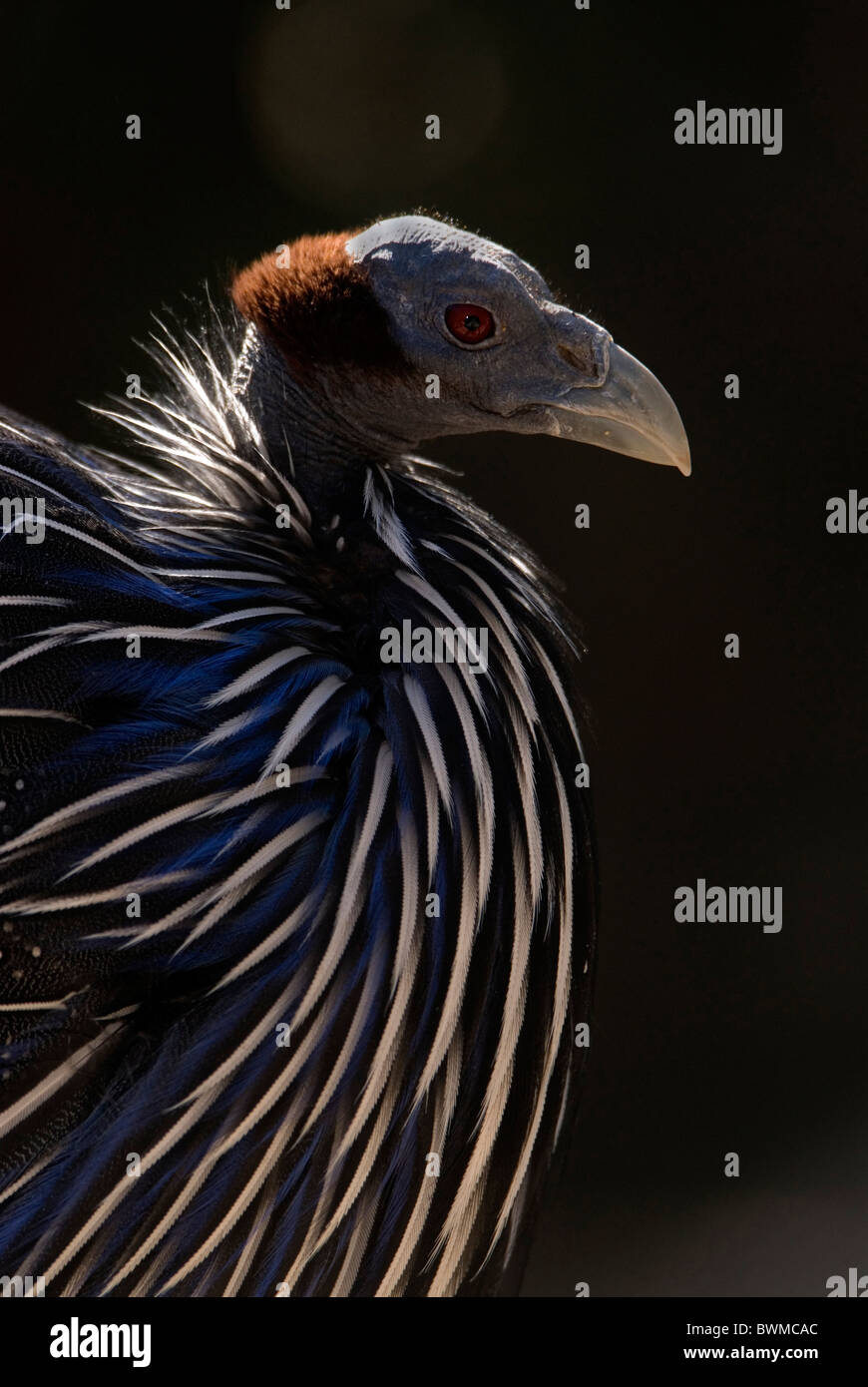 Vulturine Guinea Acryllium vulturinum Side-face Portrait Bird Stock ...