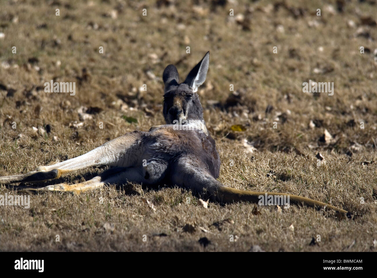 Red Kangaroo Macropus rufus kangaroo animal Stock Photo - Alamy