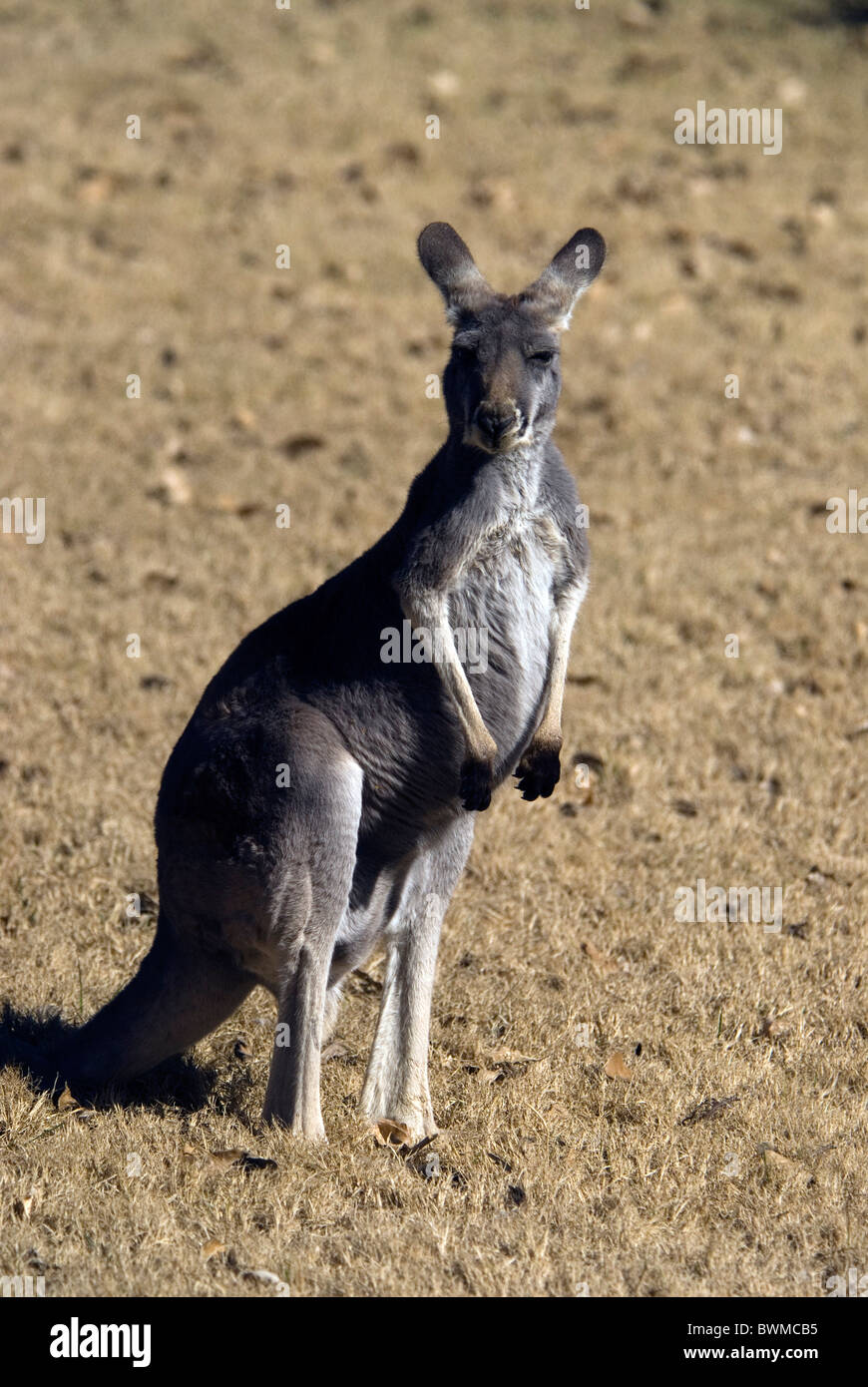 Red Kangaroo Macropus rufus kangaroo animal Stock Photo - Alamy