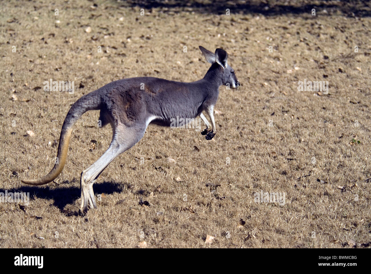 Red Kangaroo Macropus rufus kangaroo animal Stock Photo - Alamy