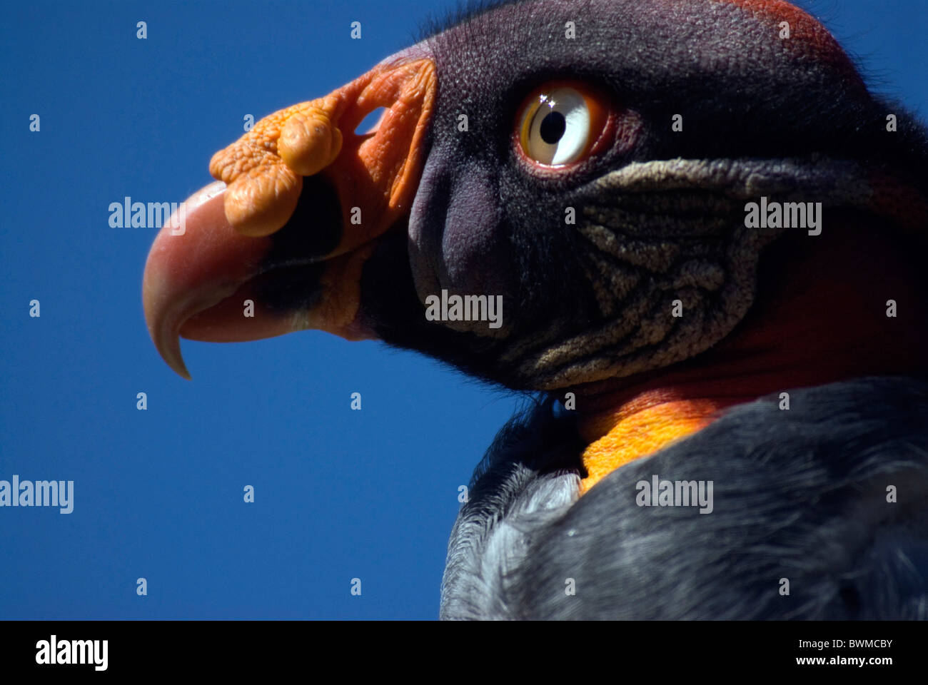 Side of portrait hi-res stock photography and images - Alamy