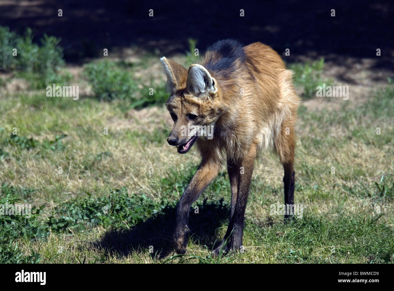 Brachyurus hi-res stock photography and images - Alamy