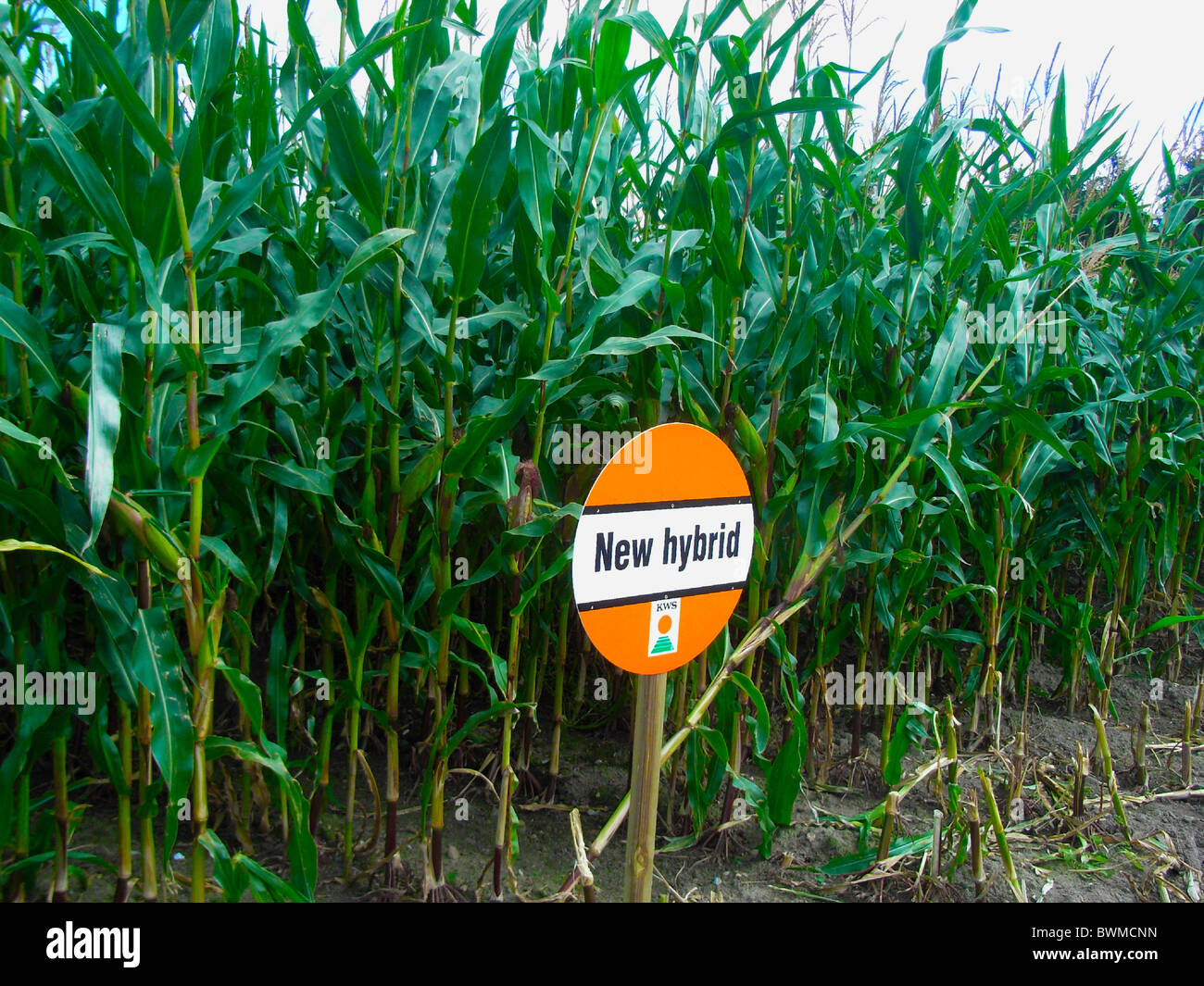 Transgenic maize maize corn corn field field sign shield board hybrid ...