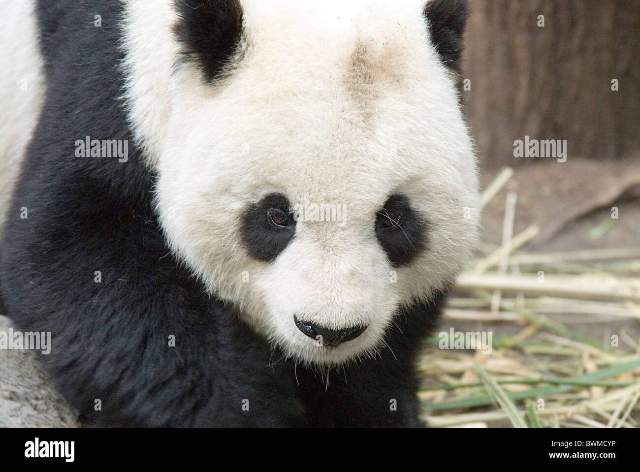 Giant Panda Ailuropoda melanoleuca bear animal Stock Photo - Alamy